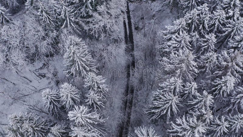Forest Path in a Green Forest from Above Stock Video - Video of video ...