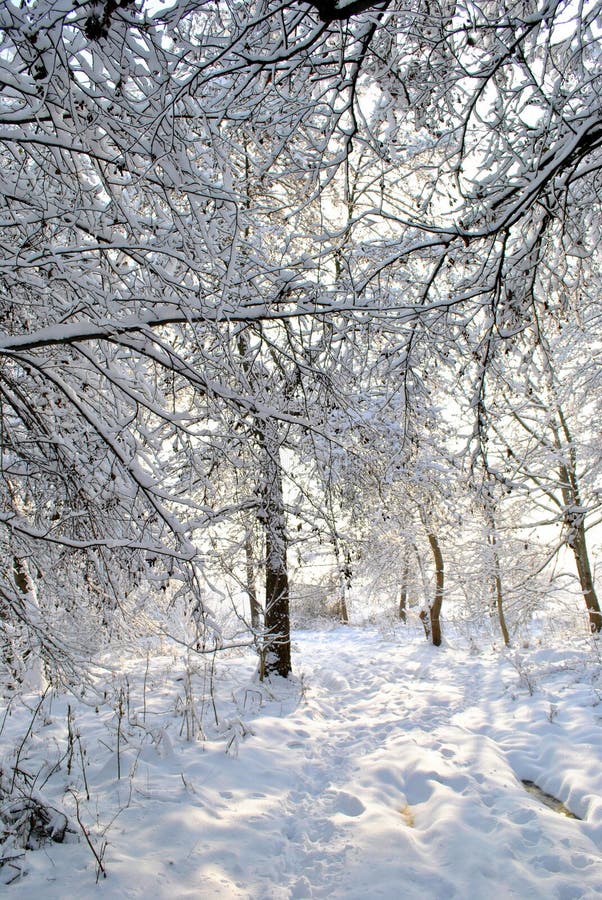 Forest path in winter stock photo. Image of cold, cool - 50398052