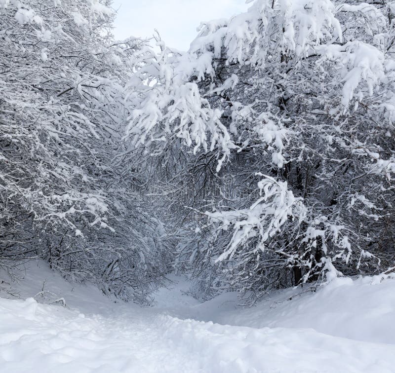 Forest Path on a Winter Morning Stock Image - Image of environment ...