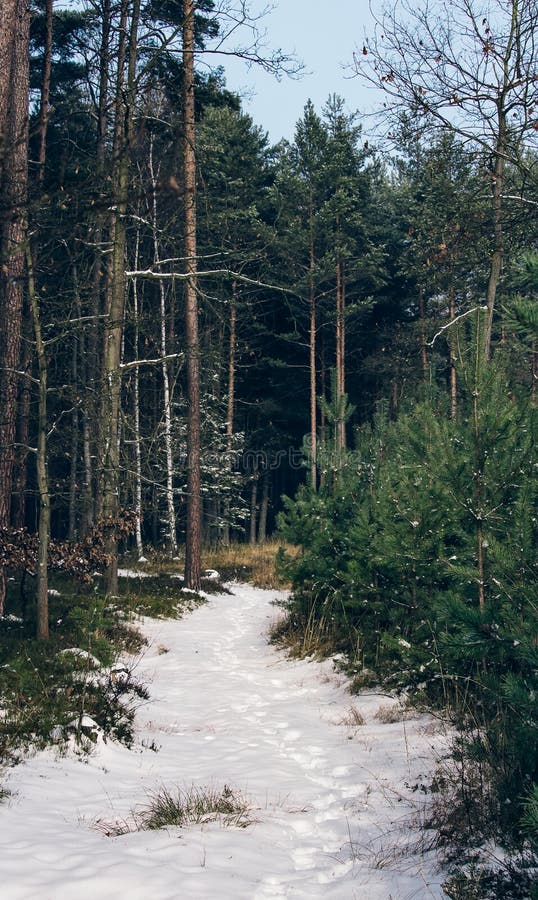 Forest Path in Winter with Snow and Pine Tree Stock Image - Image of ...