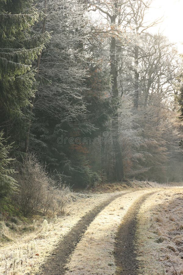 Forest path in winter stock photo. Image of rime, plant - 202211380