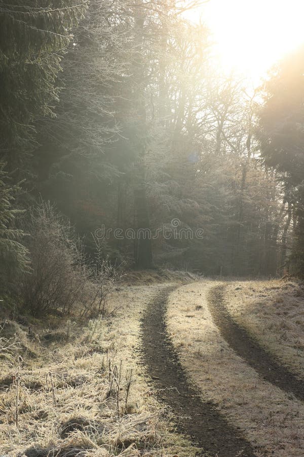 Forest path in winter stock image. Image of plant, winter - 202211431