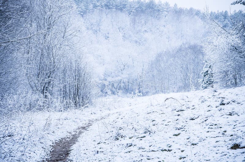 Forest path in the winter stock image. Image of outdoor - 42163469