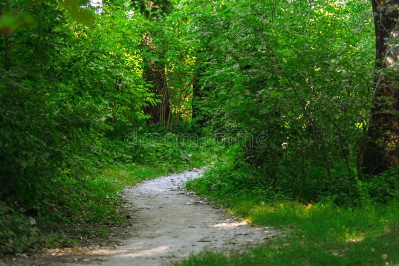 Forest path, wood road stock image. Image of scenic - 158056777
