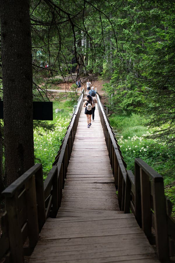 Forest Path on the Wooden Bridge of Durmitor Park Editorial Stock Photo ...
