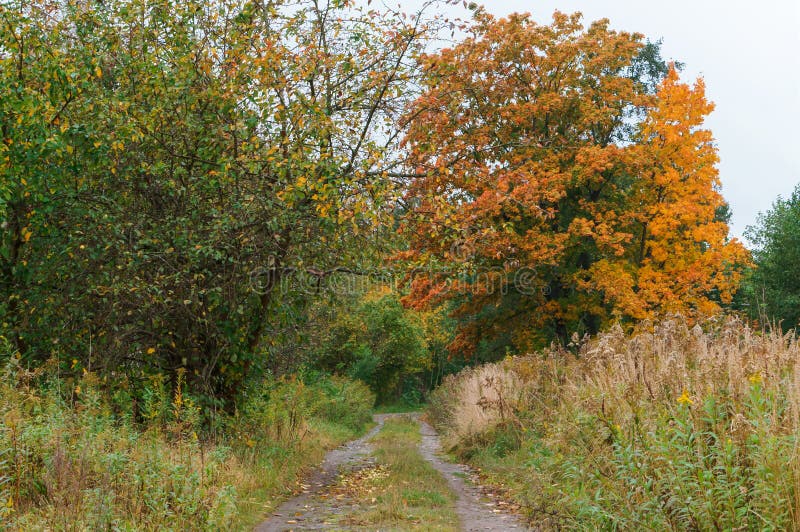Forest Path between Yellowed Trees, Autumn Forest Stock Photo - Image ...