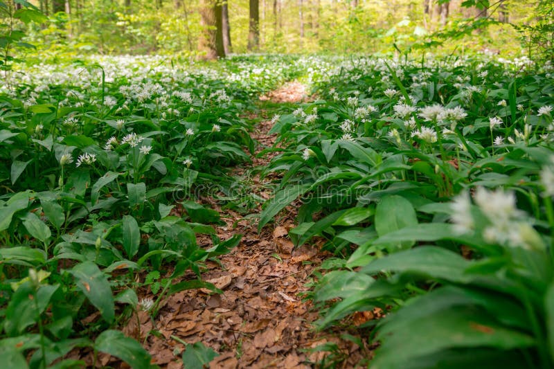 Forest Path through a Young Wild Garlic Field in Spring Sunny Day in ...