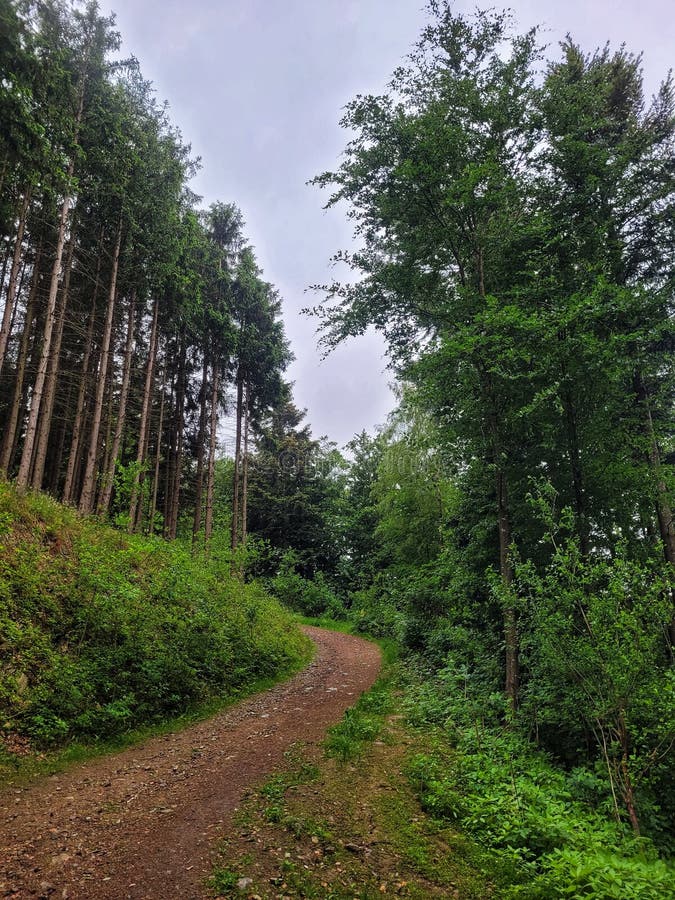On forest paths stock image. Image of paths, forest - 253157823