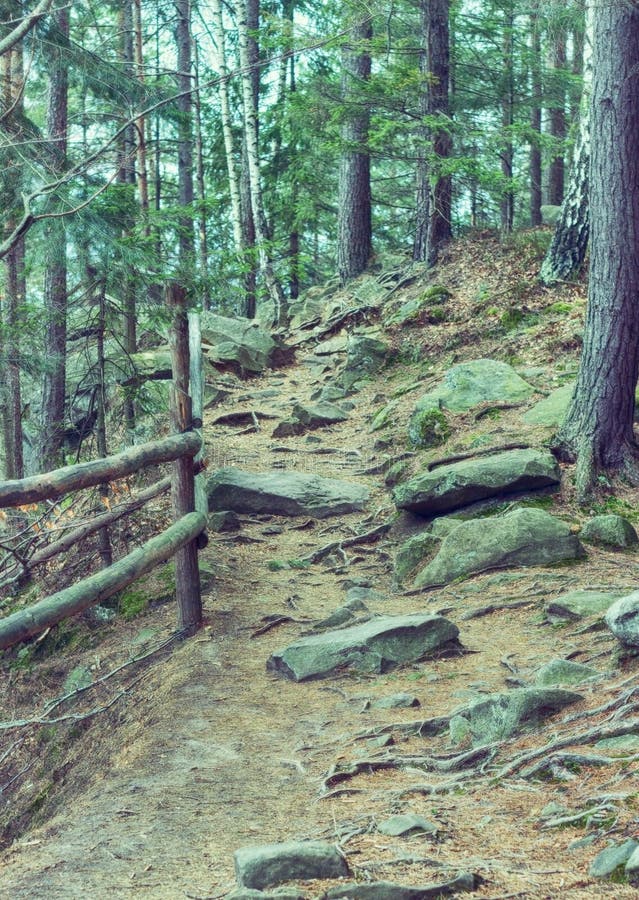 Forest paths stock image. Image of foliage, green, vibrant - 69465803