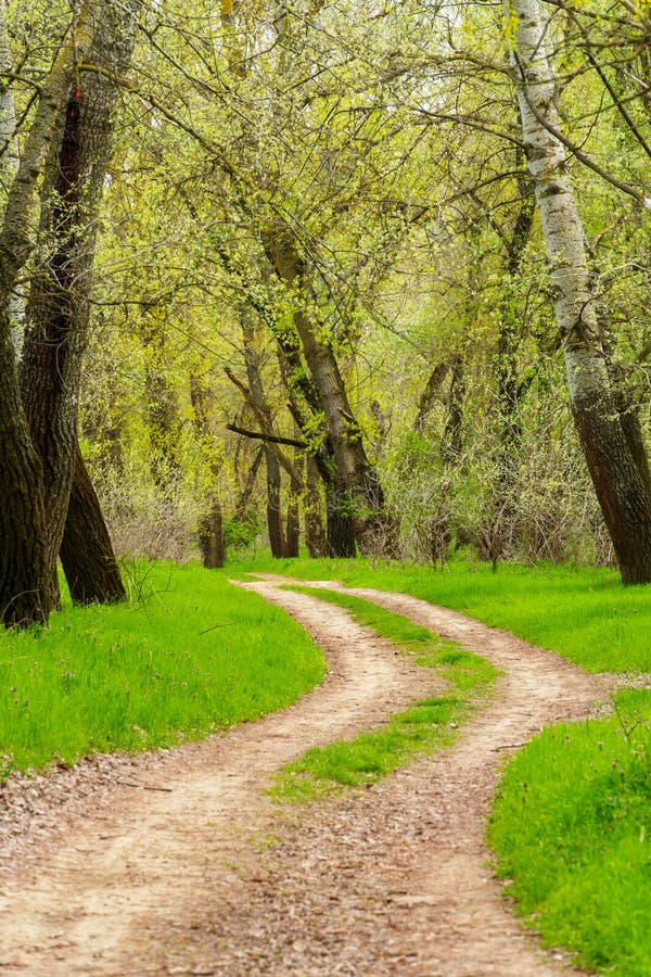 The Forest and Paths Create a Stunning Natural Scene, with Beautiful ...