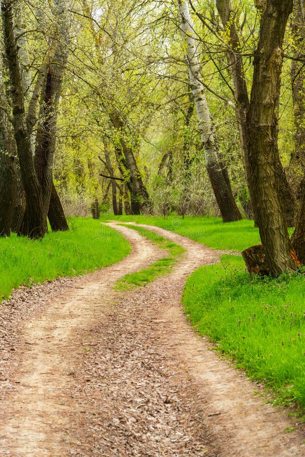 The Forest and Paths Create a Stunning Natural Scene, with Beautiful ...