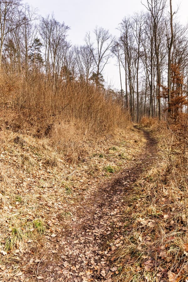 Forest Paths Lined with Beech Trees in Czech Republic. Cloudy Day in ...