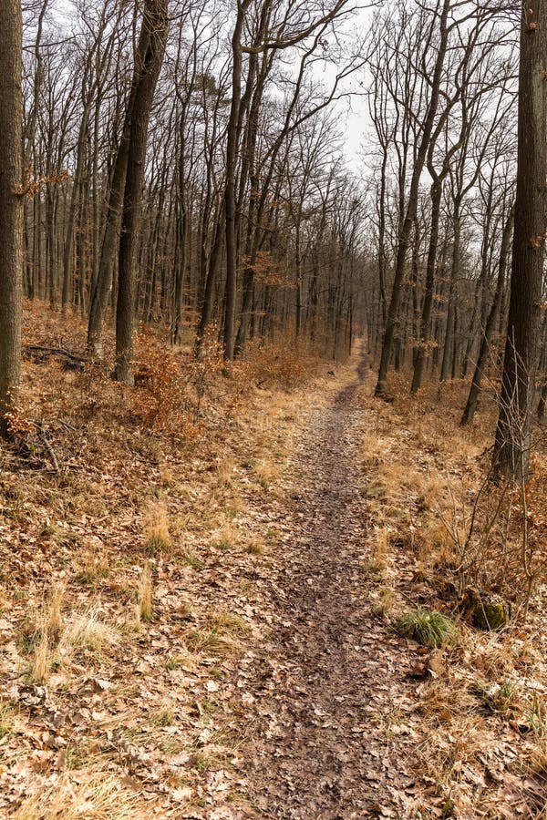 Forest Paths Lined with Oak Trees in Czech Republic. Cloudy Day in the ...