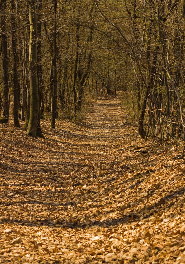 Forest Paths, Long Shadows. Stock Image - Image of outdoor, green: 69392061