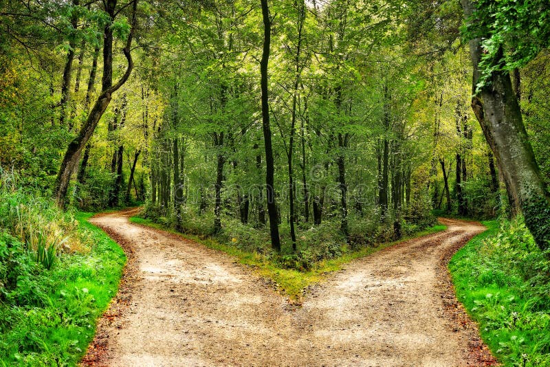 A Path Divides in the Forest. Stock Image - Image of grass, tree: 196911509