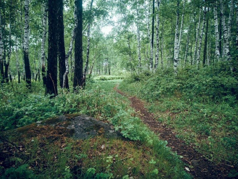 Forest Paths for Walks in the Forest. Stock Image - Image of nature ...
