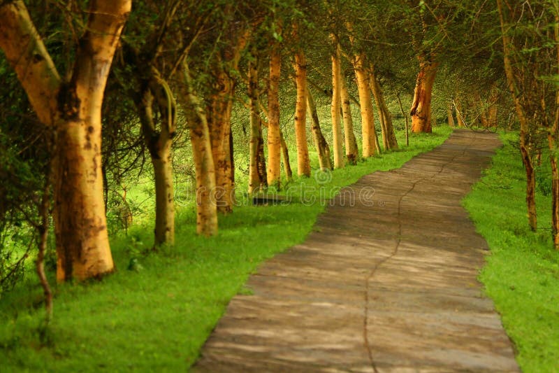 Forest pathway stock photo. Image of landscape, kenya - 13594886