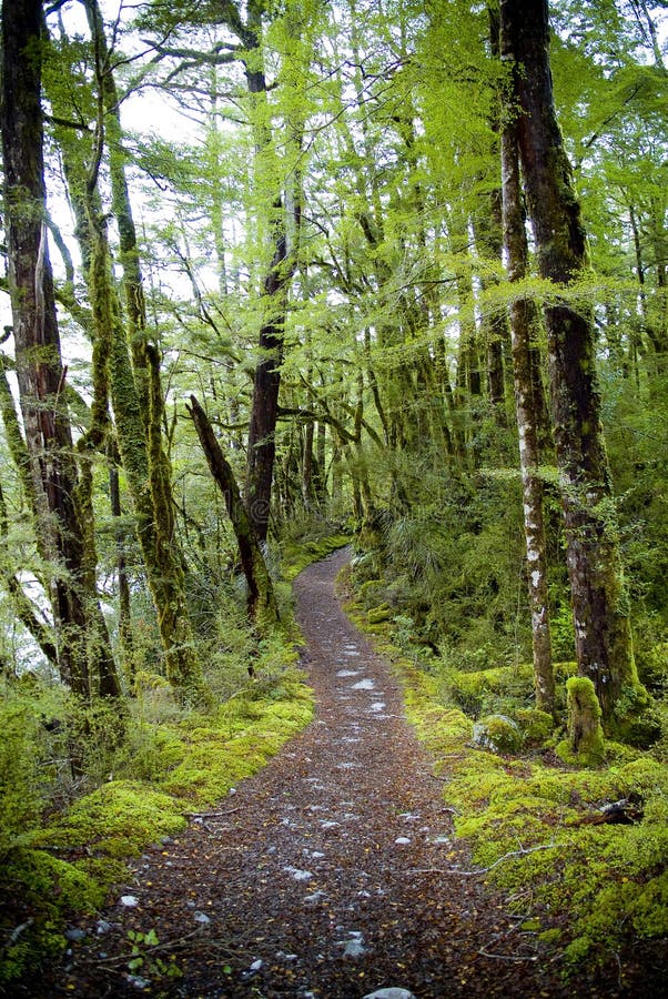 Forest Pathway stock image. Image of jungle, path, environment - 14397463