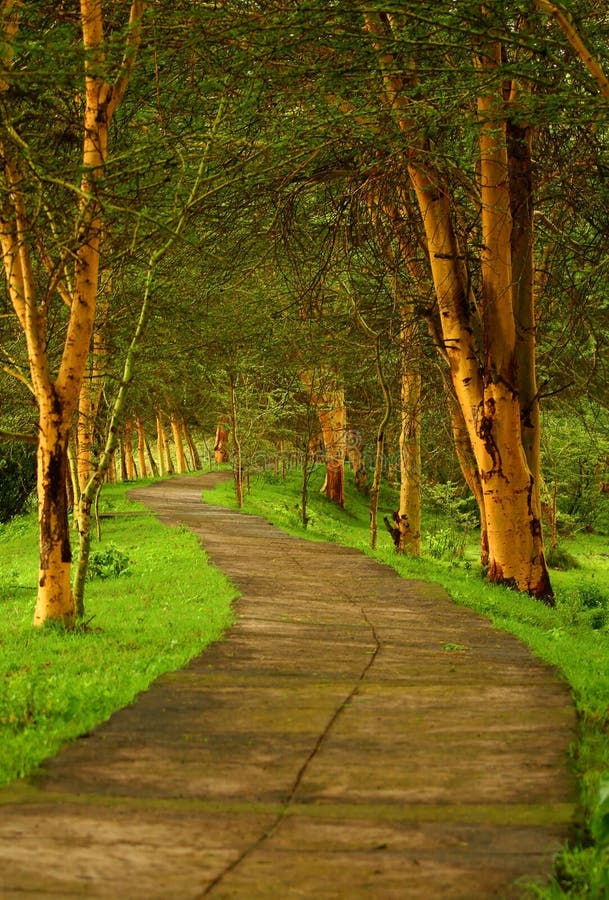 Forest pathway stock image. Image of road, peace, african - 14410555