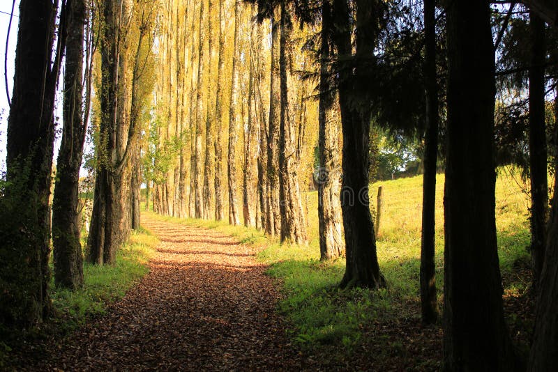 Forest pathway stock photo. Image of sunlight, path, shadey - 21665822