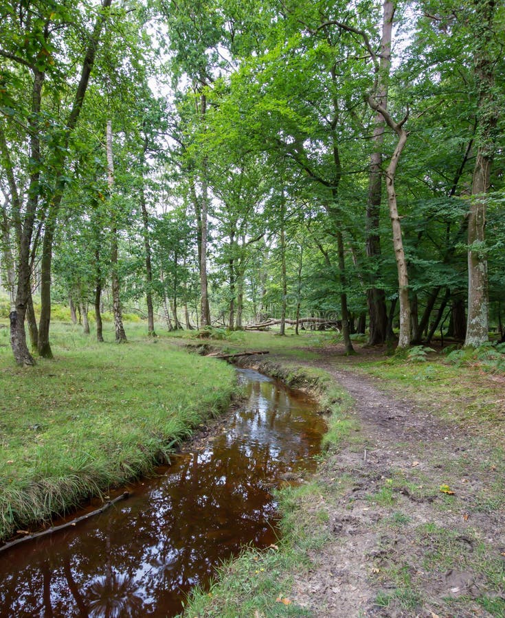 Forest Pathway Alongside a Stream Stock Image - Image of path, silver ...