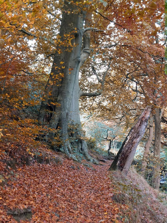 Forest Pathway in Autumn with Large Beech Tree and Fallen Leaves Stock ...