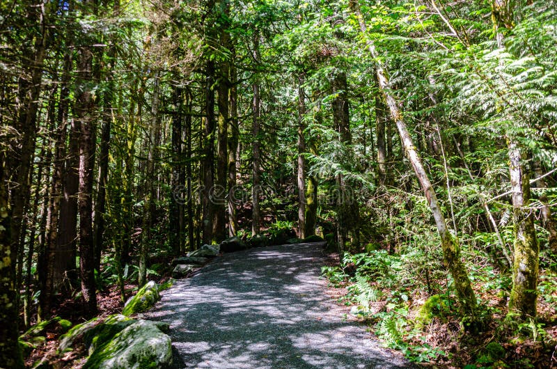 Forest Pathway stock photo. Image of expedition, natural - 338156294