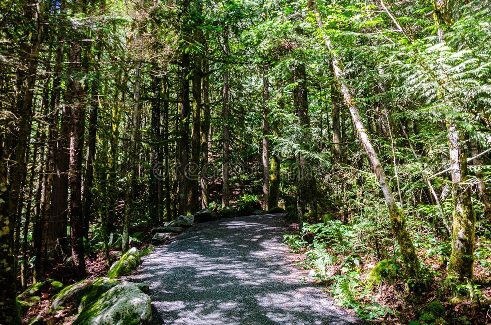 Forest Pathway stock photo. Image of expedition, natural - 338156294