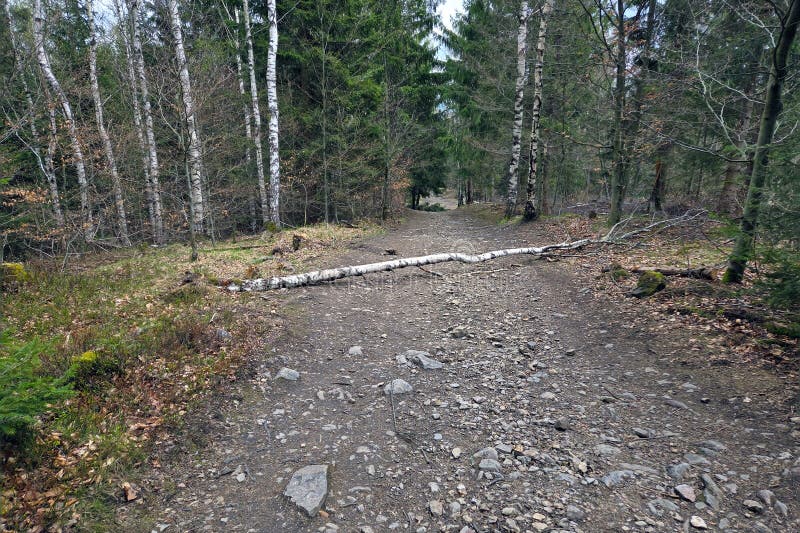 Forest Pathway Fallen Birch Tree Serene Woodland Landscape Stock Photos ...