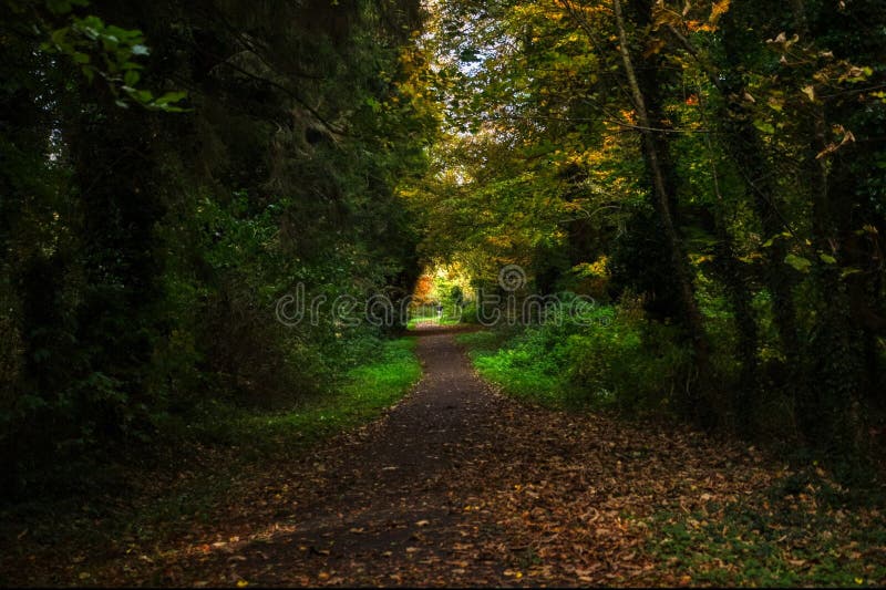 Forest pathway stock photo. Image of autumn, trees, ireland - 342032818