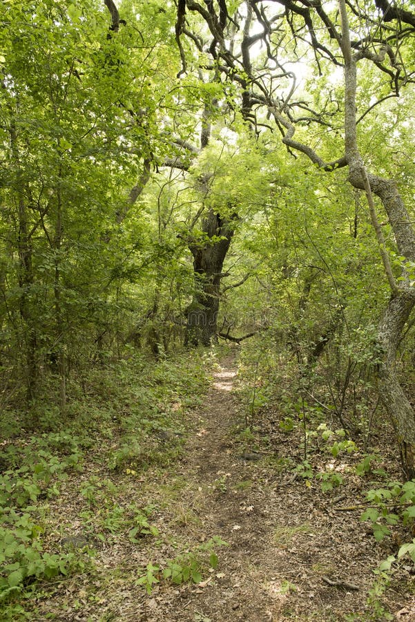 Forest Pathway in Letea Forest, Danube Delta Area, Romania, in a Summer ...