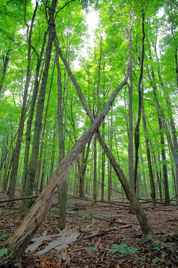 Brush and lush forest stock photo. Image of flight, nectar - 142964820
