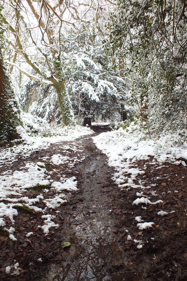 Winter Forest Pathway stock photo. Image of pathway - 100871046