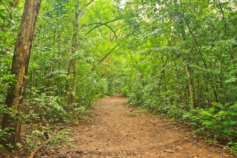 Forest Pathway stock photo. Image of calm, branch, forest - 41351032