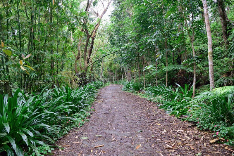 Forest pathway stock image. Image of green, forest, pathway - 111548349
