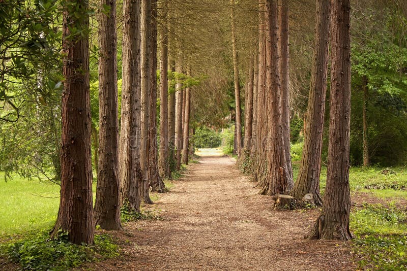 Forest pathway stock image. Image of rays, track, footpath - 32505063