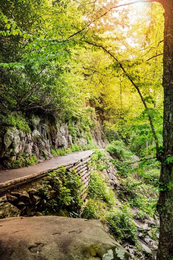 Forest Pathway. Forest Scape with Trees and Bushes among the Rocks ...