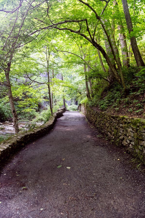 Forest Pathway. Forest Scape with Trees and Bushes among the Rocks ...