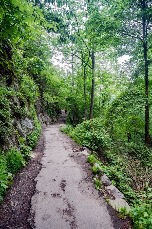 Forest Pathway. Forest Scape with Trees and Bushes among the Rocks ...