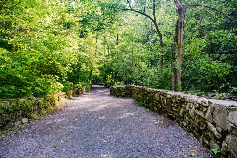 Forest Pathway. Forest Scape with Trees and Bushes among the Rocks ...