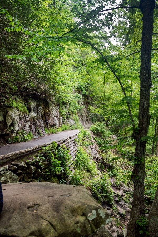 Forest Pathway. Forest Scape with Trees and Bushes among the Rocks ...