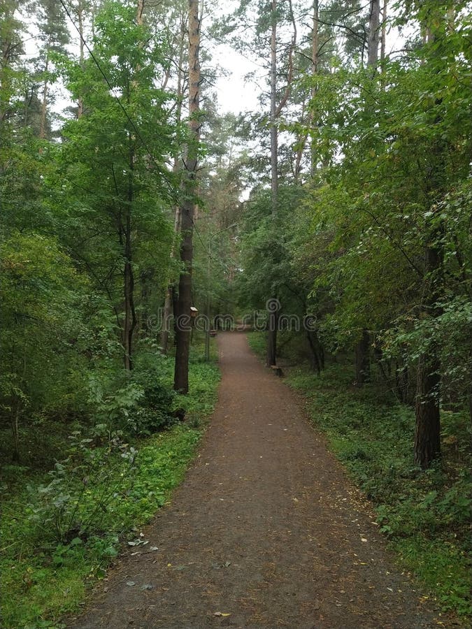 Forest Pathway Serenity stock image. Image of serenity - 358005935