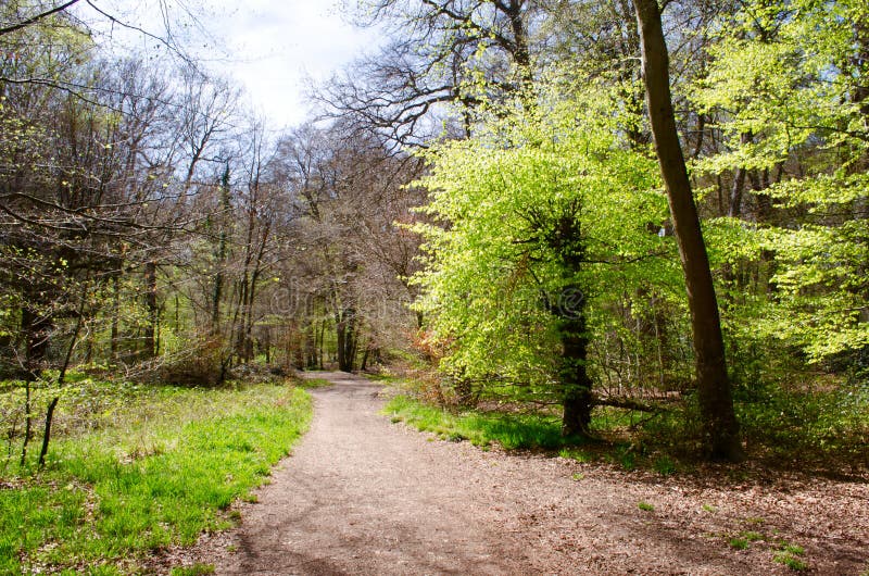 Forest pathway stock image. Image of bush, journey, scene - 30789871