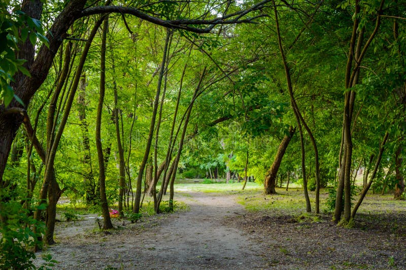 Forest Pathway in Shadow of Trees before Sunset Stock Photo - Image of ...