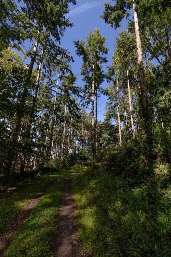 The Sun Casts Patterns of Shadows Across the Forest Path Stock Image ...