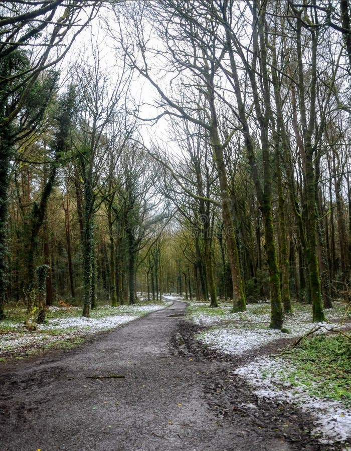 Forest pathway with snow stock image. Image of snow - 309872491