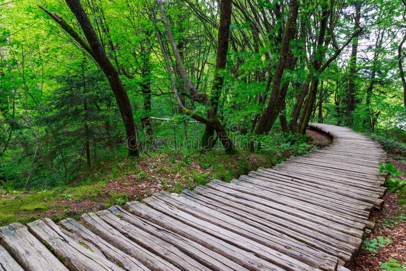 Forest pathway stock image. Image of peaceful, conceptual - 54314913