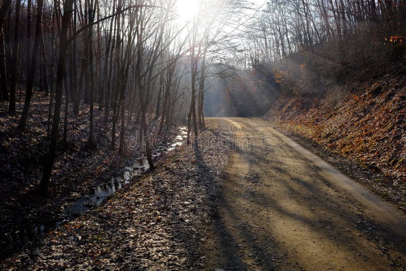 Forest Pathway with Sunbeam in the Early Spring Stock Photo - Image of ...