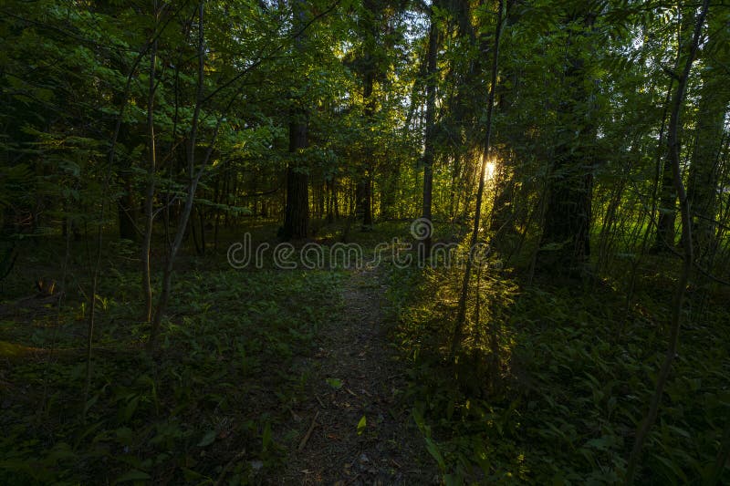 Forest Pathway with Sunlight Filtering through Trees Stock Image ...