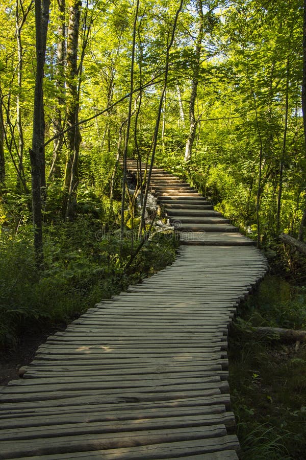Forest Pathway in the Sunshine Stock Photo - Image of park, footbridge ...